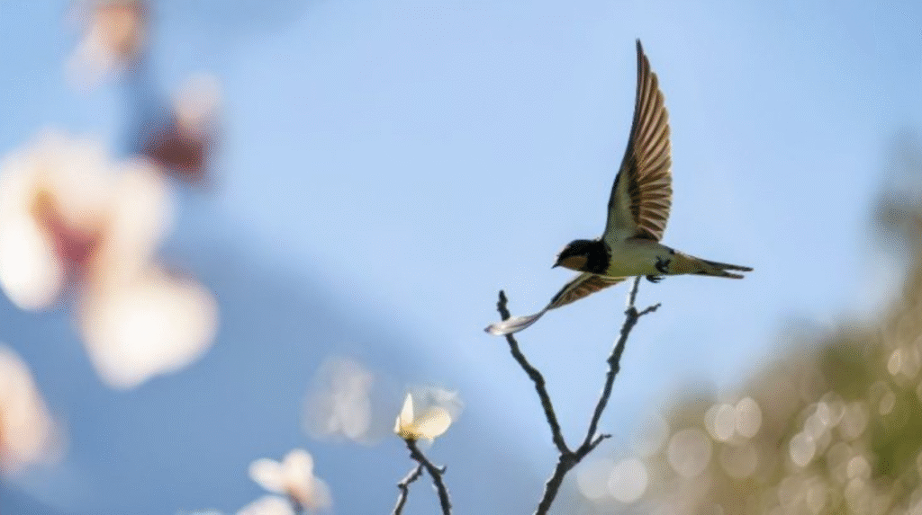 The Joyful Harbingers of Spring Are in Trouble - Inform Europe