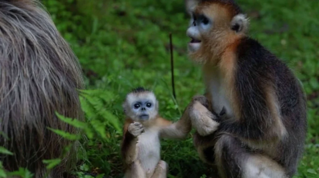 China’s Rare Golden Monkeys Debut in European Zoos: A New Chapter in ...
